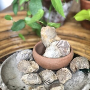 10 Sea Bed Fossils Set of 10 Ancient Sea Bed Fossil Stones Unique Gift ...