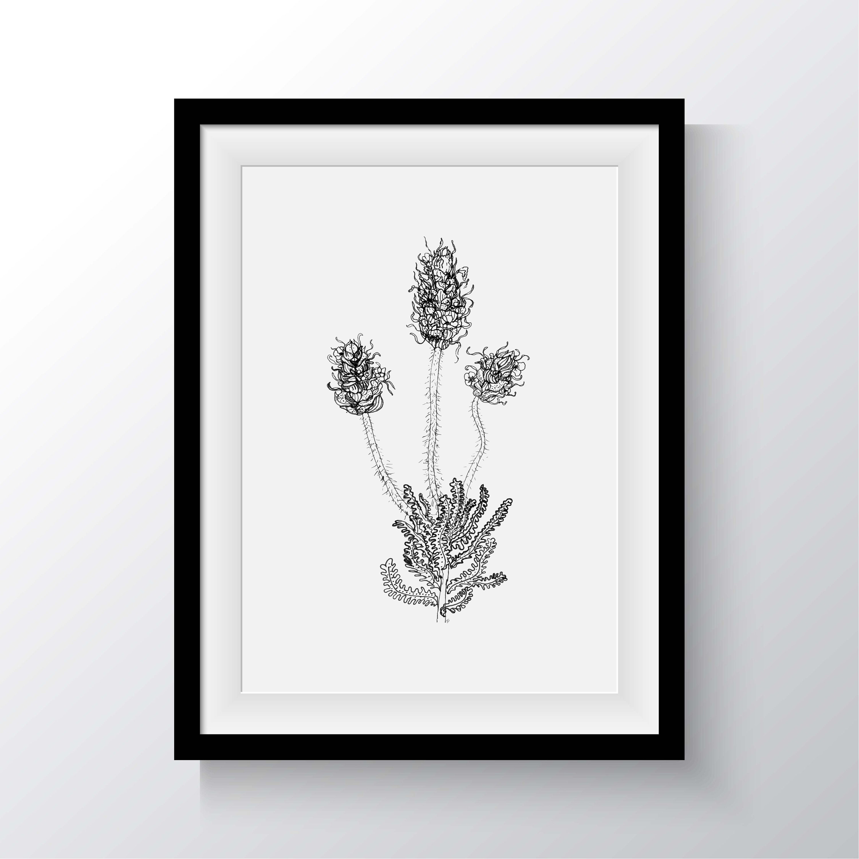 Flowers Fine Art Print Hand Illustrated Flower Fine Line - Etsy UK