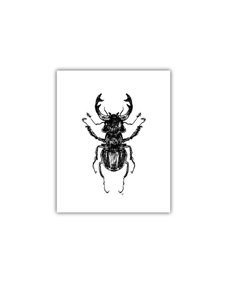 Black Beetle Wall Art Beetle Art Bug Print Black Ink | Etsy
