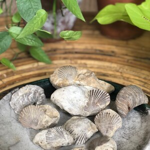 10 Sea Bed Fossils Set of 10 Ancient Sea Bed Fossil Stones Unique Gift ...