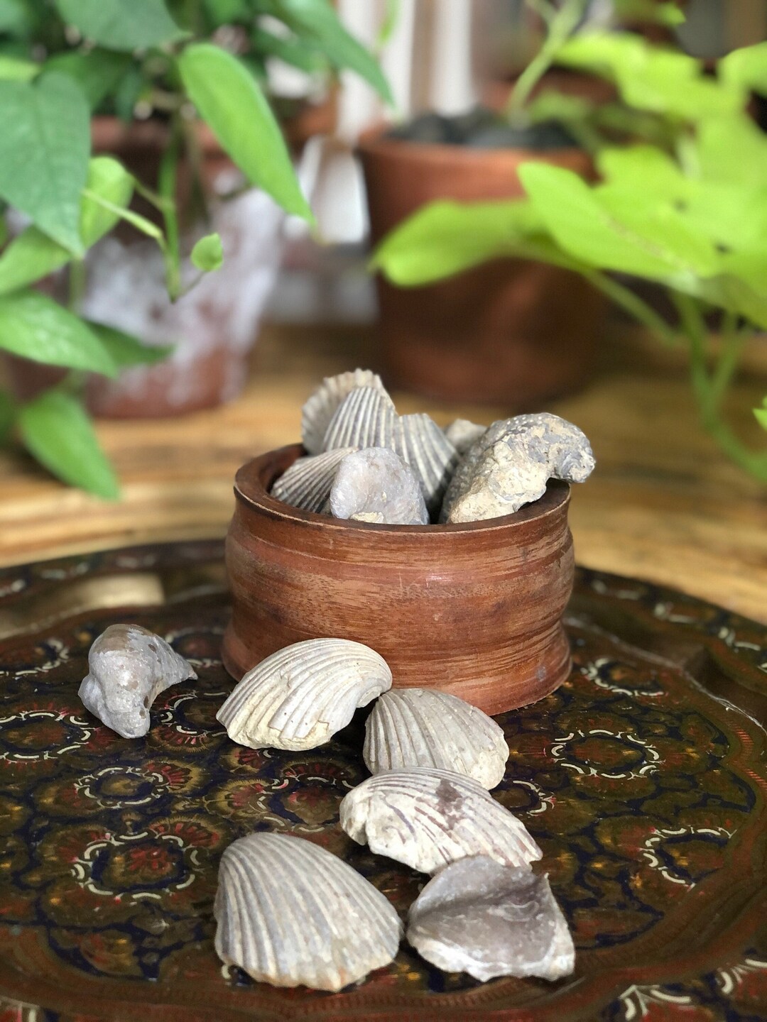 12 Sea Bed Fossils Set of 12 Ancient Sea Bed Fossil Stones - Etsy