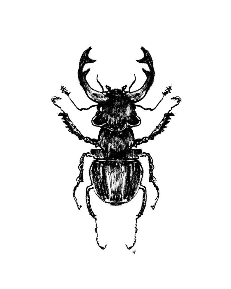Black Beetle Wall Art Beetle Art Bug Print Black Ink | Etsy