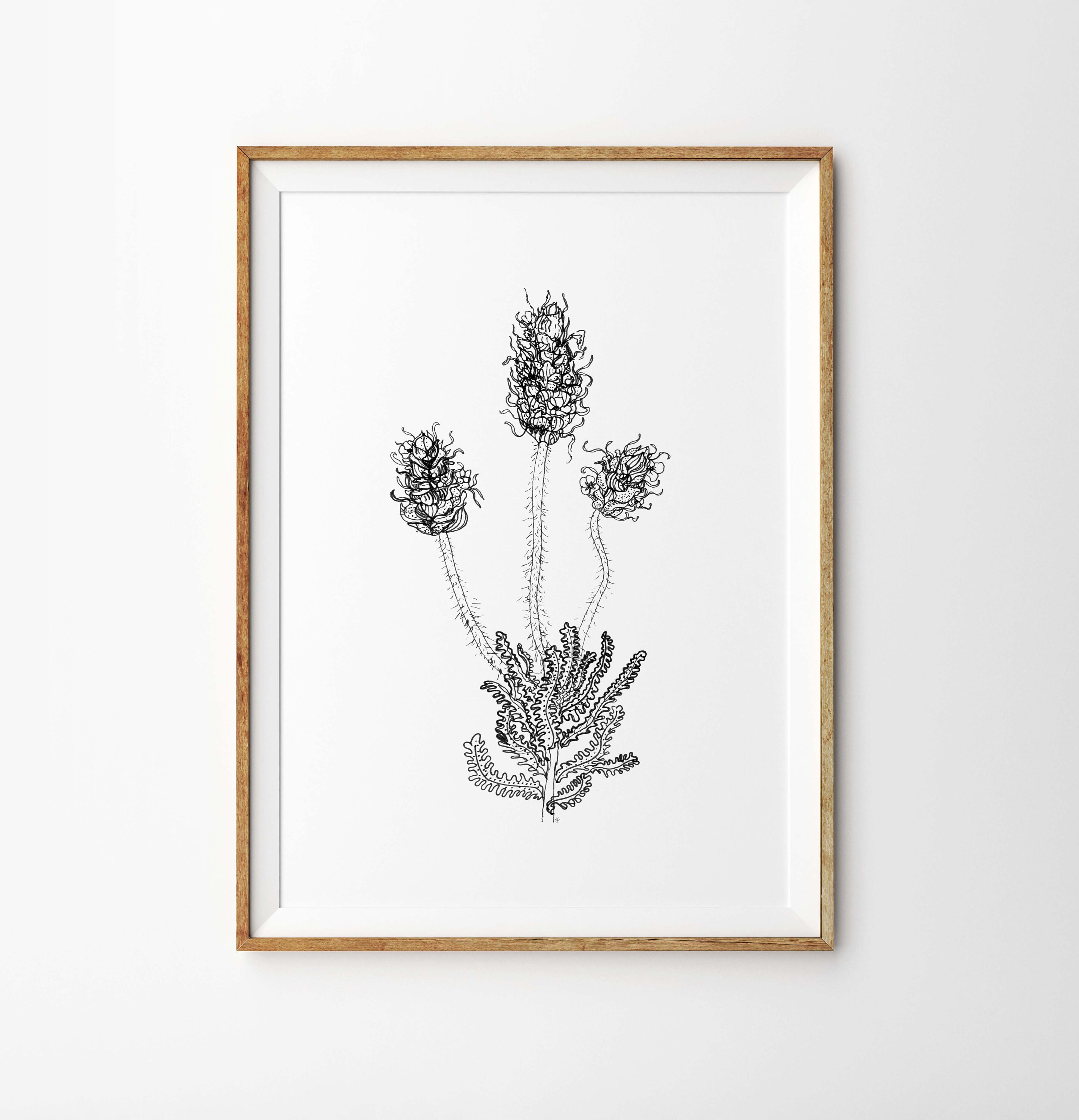 Flowers Fine Art Print Hand Illustrated Flower Fine Line - Etsy UK