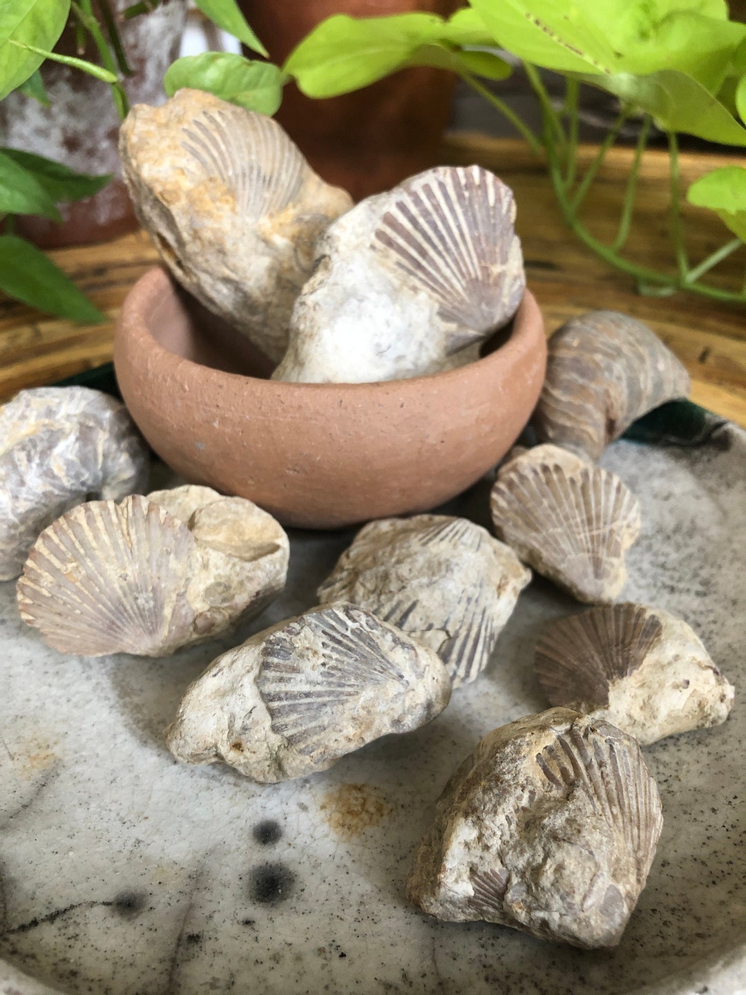 10 Sea Bed Fossils Set of 10 Ancient Sea Bed Fossil Stones Unique Gift ...