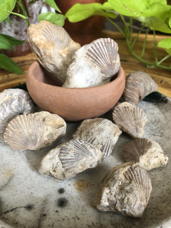 10 Sea Bed Fossils Set of 10 Ancient Sea Bed Fossil Stones | Etsy