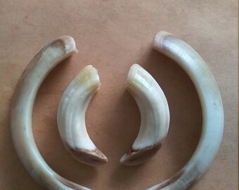 Wild Boar Teeth | Etsy