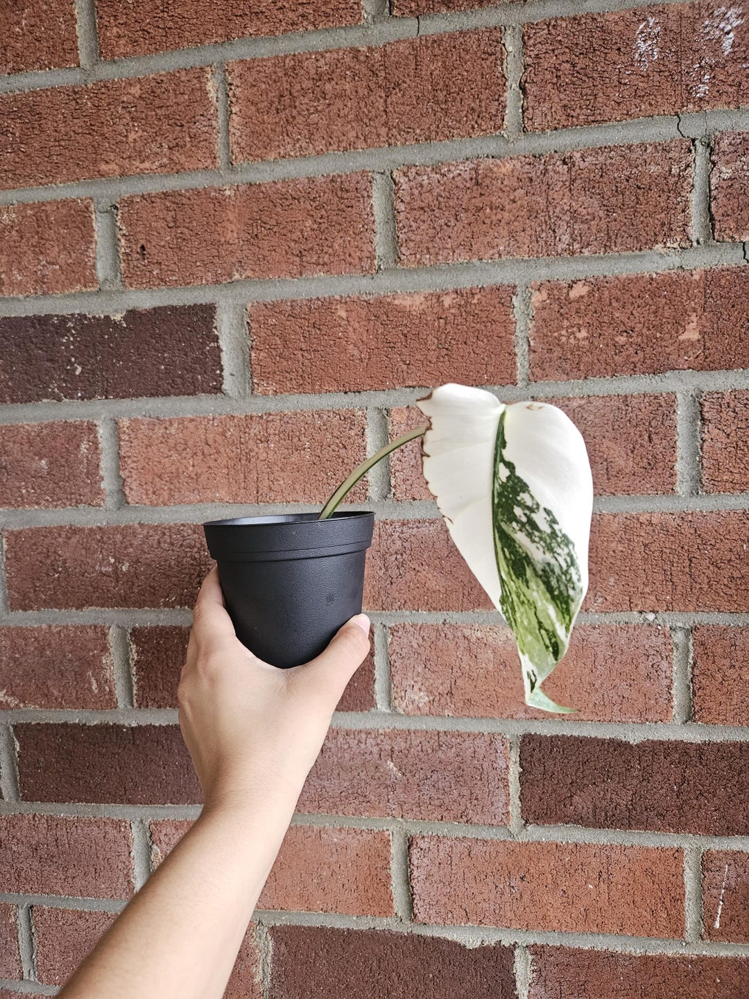 Monstera Albo Cutting With Growth Node Highly Variegatedand Fully ...