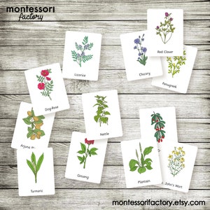 BOTANICAL PLANTS • Montessori Cards • Flash Cards • Three Part Cards ...