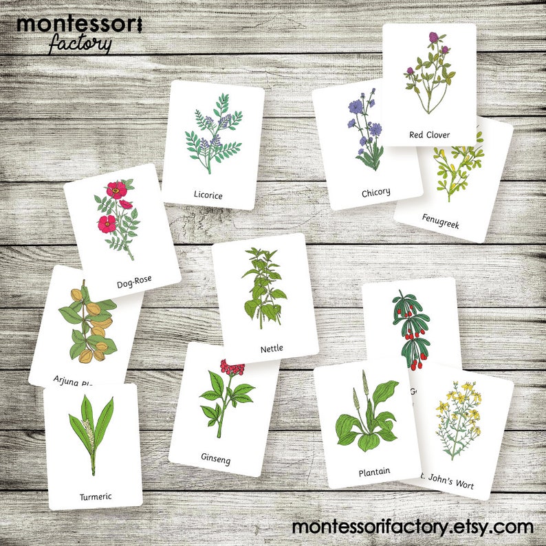 BOTANICAL PLANTS Montessori Cards Flash Cards Three Part | Etsy