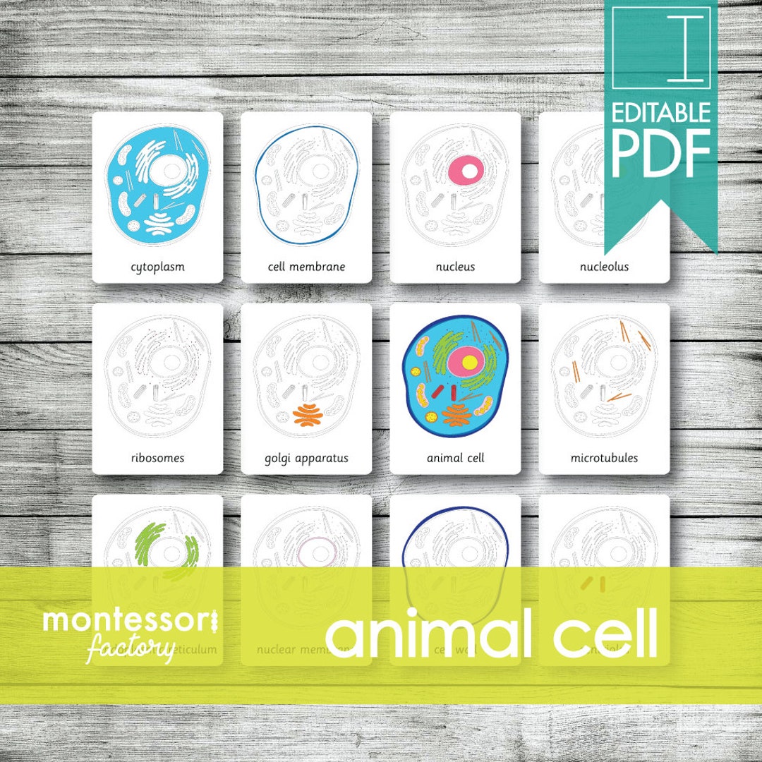 Animal Cell Nomenclature Cards • Montessori, Waldorf, Editable PDF - Etsy