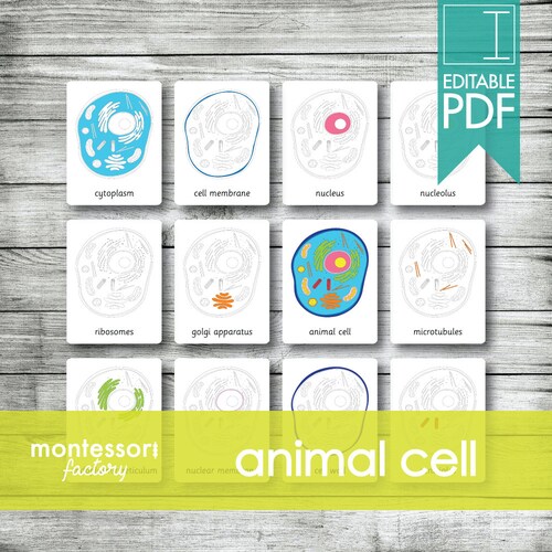 PLANT CELL Montessori Cards Flash Cards Three Part Cards | Etsy