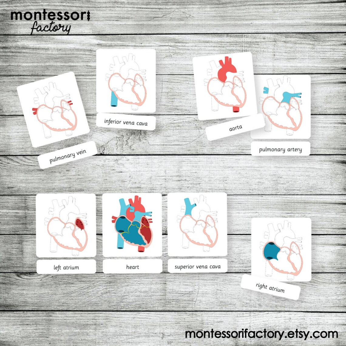 HUMAN HEART ANATOMY Montessori Cards Flash Cards Three | Etsy