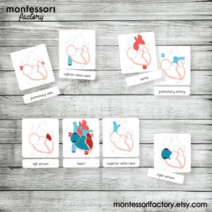 HUMAN HEART ANATOMY • Montessori Cards • Flash Cards • Three Part Cards ...