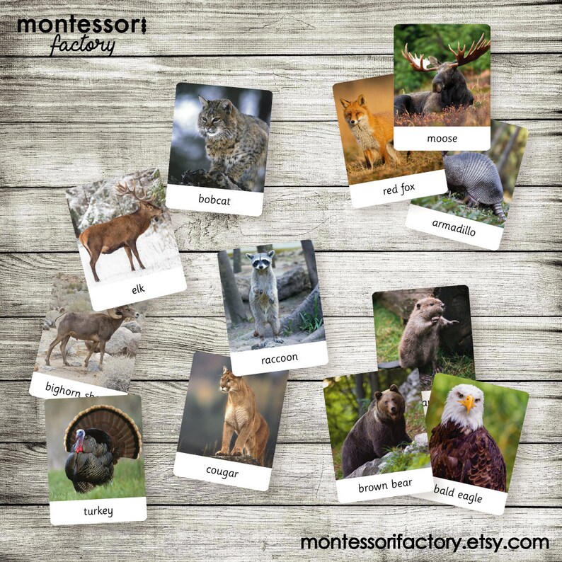NORTH AMERICA ANIMALS Montessori Cards Flash Cards Three - Etsy