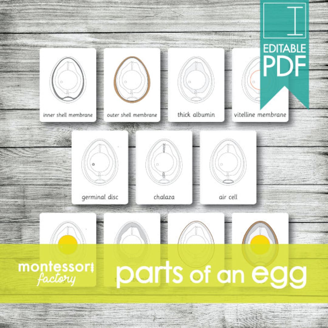 PARTS of an EGG • Montessori Nomenclature Cards - Flash Cards ...