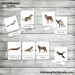 DESERT ANIMALS Montessori Cards Flash Cards Three Part Cards ...