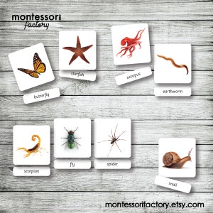 INVERTEBRATE ANIMALS • Montessori Cards • Flash Cards • Three Part ...