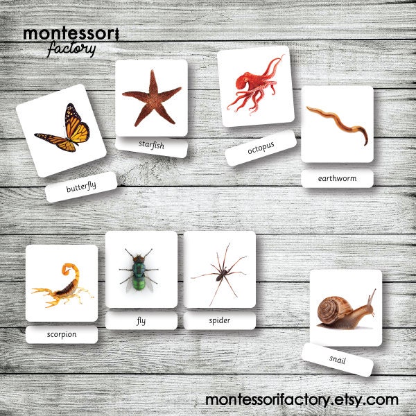INVERTEBRATE ANIMALS Montessori Cards Flash Cards Three | Etsy