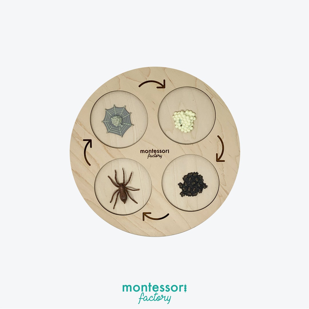 Life Cycle of a SPIDER • Montessori Material • Educational Toy • Wooden ...