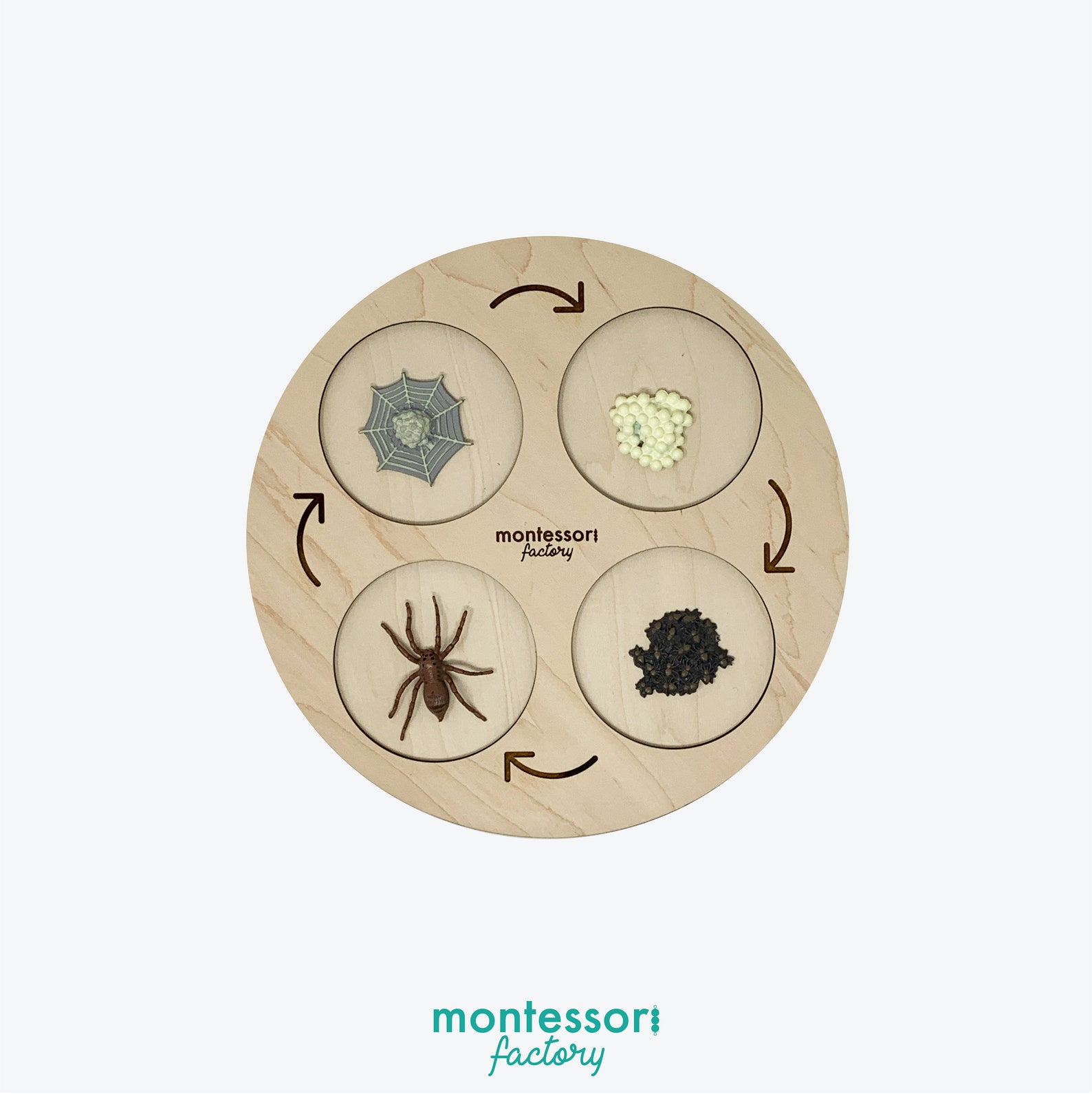 Life Cycle of an OCTOPUS Montessori Material Educational - Etsy