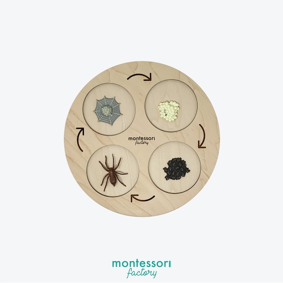Life Cycle of a SPIDER Montessori Material Educational Toy - Etsy Canada
