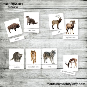 WILDLIFE Animals North America • Safari TOOB • Montessori Nomenclature ...