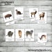 WILDLIFE Animals North America • Safari TOOB • Montessori Nomenclature ...