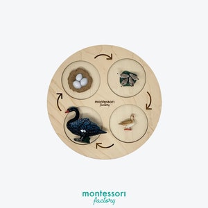 Life Cycle of a TARANTULA SPIDER • Montessori Material • Educational ...