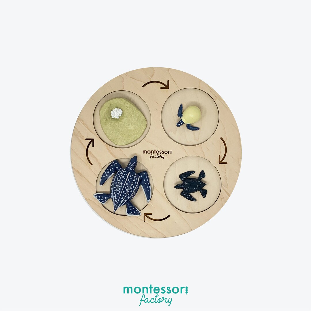 Life Cycle of a LEATHERBACK SEA TURTLE • Montessori Material ...