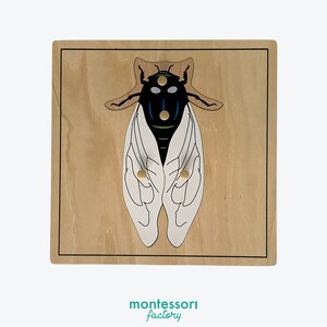 PARTS of a WASP • Montessori Wood Puzzle • Biology • Insects Cabinet ...