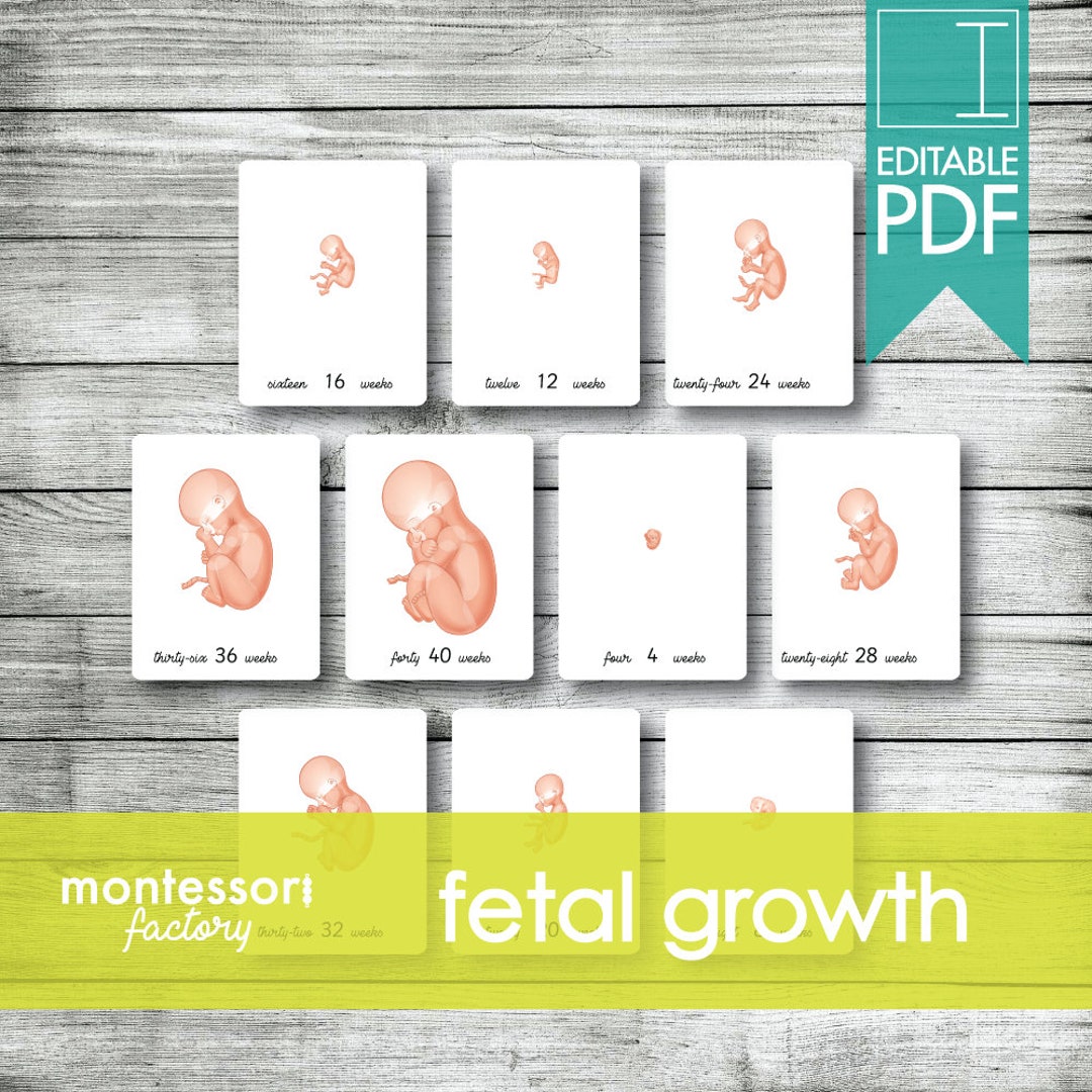 BABY FETAL GROWTH • Montessori Cards • Flash Cards • Three Part Cards ...