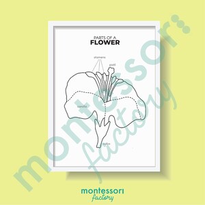 PARTS of a FLOWER Science Kids Room Wall Art Decor Montessori ...