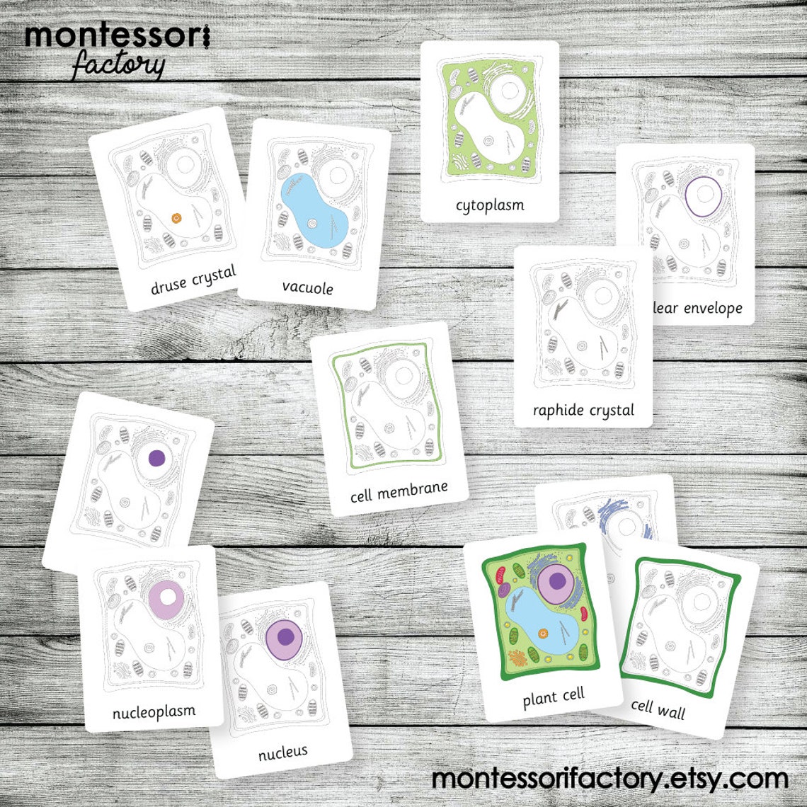 PLANT CELL Montessori Cards Flash Cards Three Part Cards - Etsy