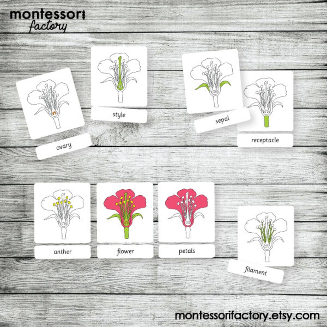 PARTS of a FLOWER • Montessori Cards • Flash Cards • Three Part Cards ...