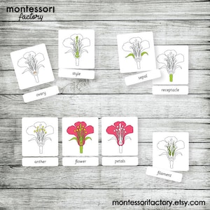 PARTS of a FLOWER • Montessori Cards • Flash Cards • Three Part Cards ...