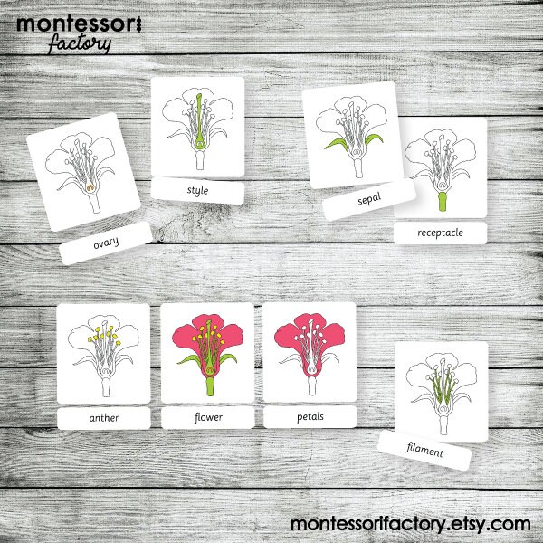 PARTS of a FLOWER Montessori Cards Flash Cards Three - Etsy