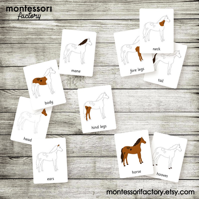 PARTS of a HORSE Montessori Cards Flash Cards Three Part - Etsy