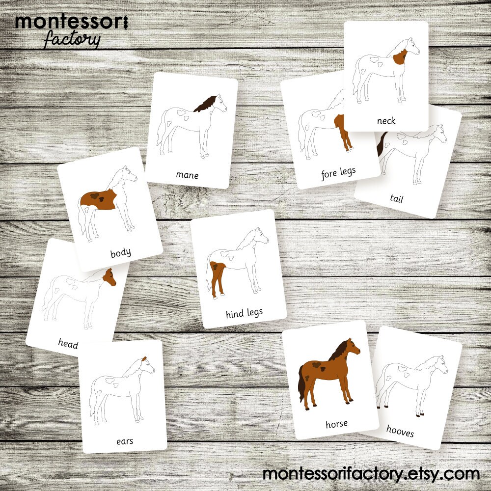 Parts of a Horse Montessori Nomenclature Cards (editable PDF) - Etsy ...
