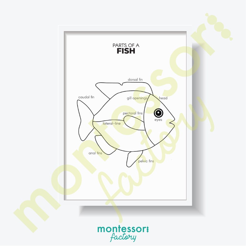 PARTS of a FISH Science Kids Room Wall Art Decor Montessori | Etsy