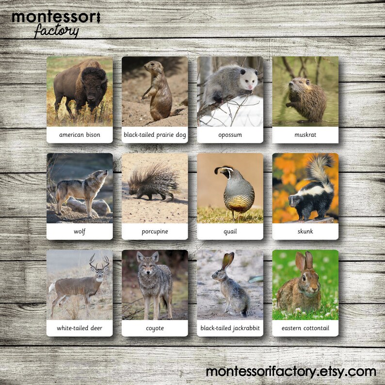 NORTH AMERICA ANIMALS Montessori Cards Flash Cards Three | Etsy