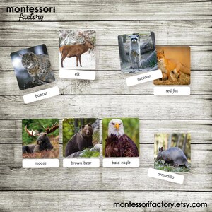 NORTH AMERICA ANIMALS • Montessori Cards • Flash Cards • Three Part ...