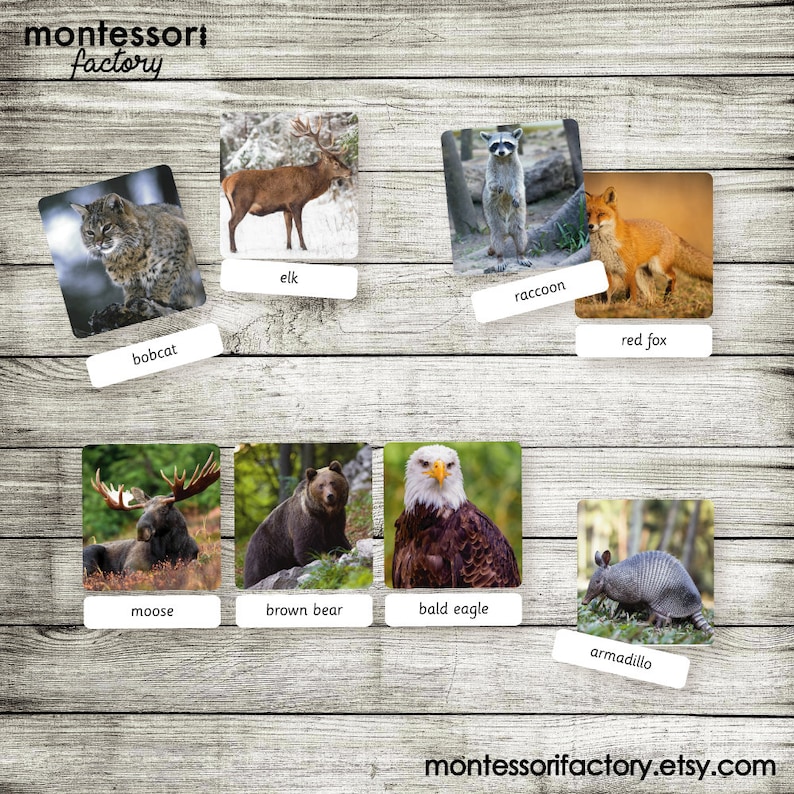 NORTH AMERICA ANIMALS Montessori Cards Flash Cards Three - Etsy