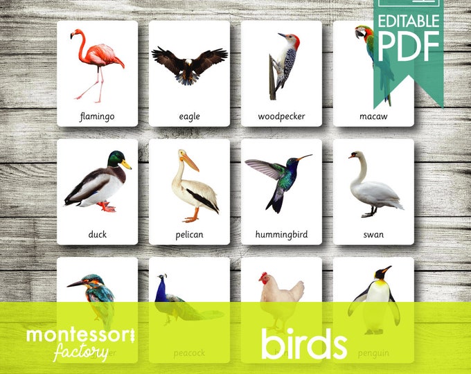 Birds Flash Cards Printable • Montessori Cards • Nomenclature Cards ...