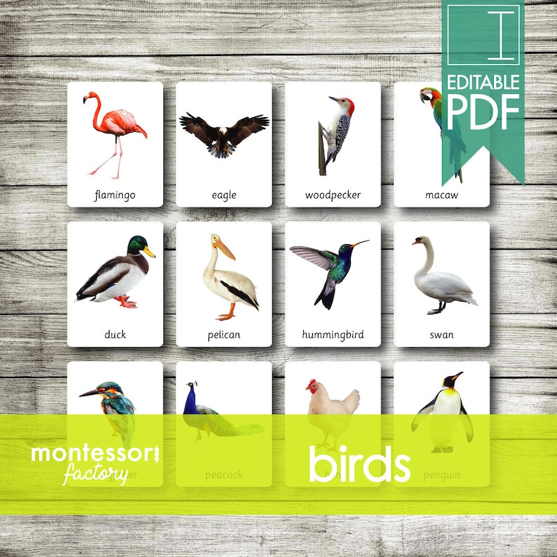 BIRDS ANIMALS Montessori Cards Flash Cards Three Part - Etsy