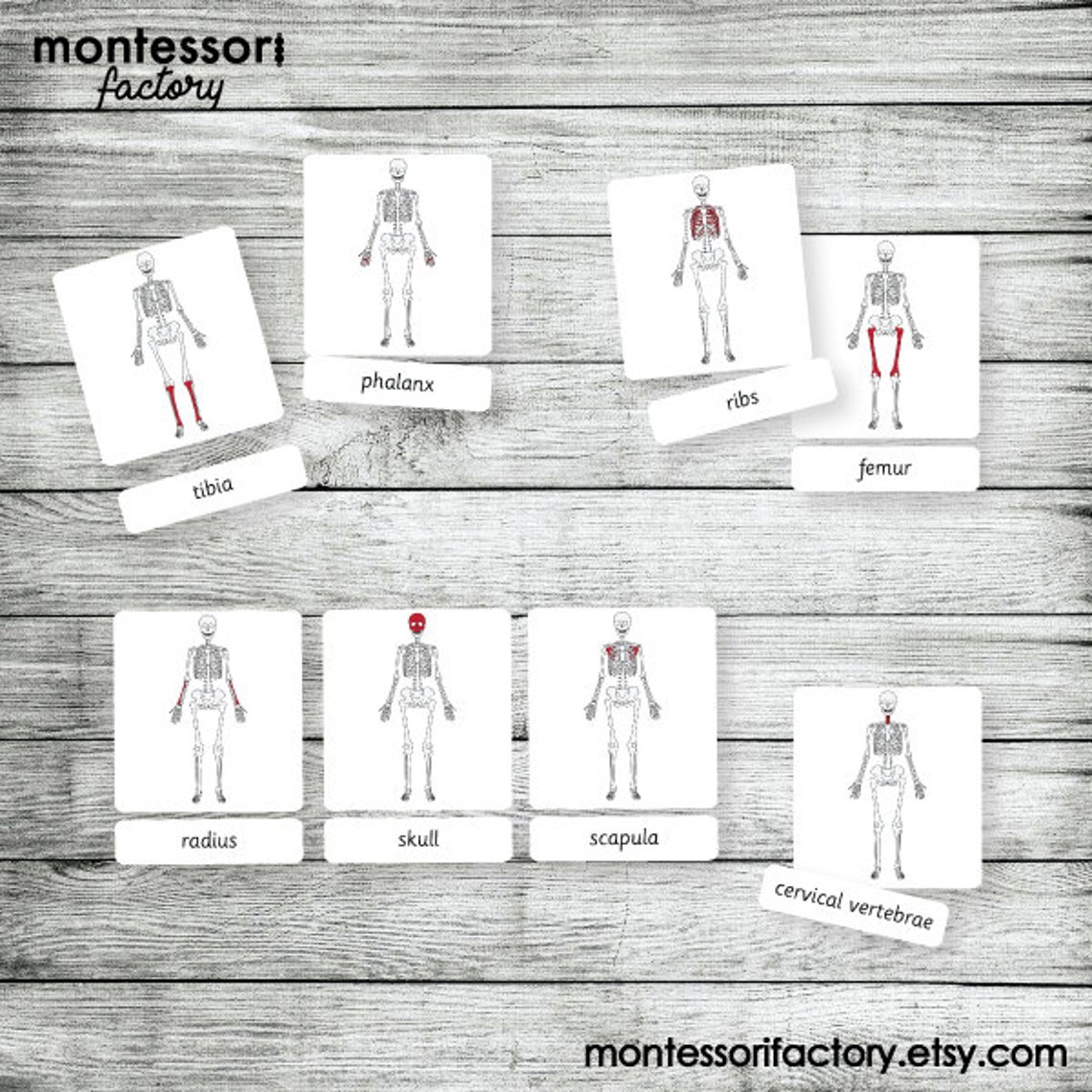 HUMAN SKELETON Montessori Cards Flash Cards Three Part - Etsy