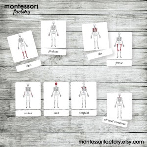 HUMAN SKELETON • Montessori Cards • Flash Cards • Three Part Cards ...