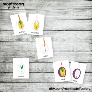 PARTS of a SEED • Montessori Cards • Flash Cards • Three Part Cards ...