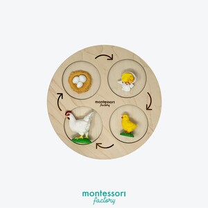 Life Cycle of a BLACK SWAN • Montessori Material • Educational Toy ...