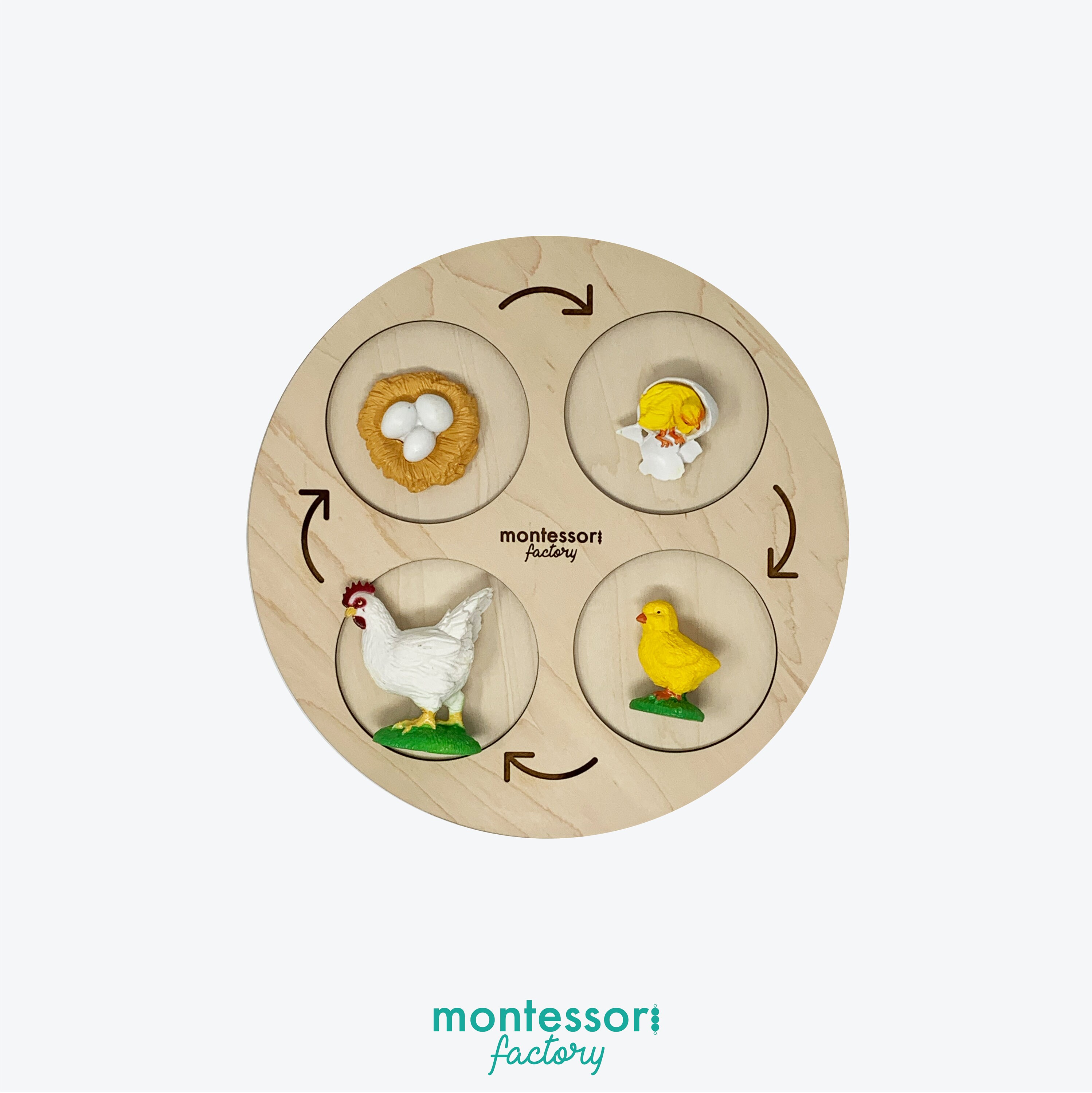 Life Cycle of a BLACK SWAN Montessori Material Educational - Etsy