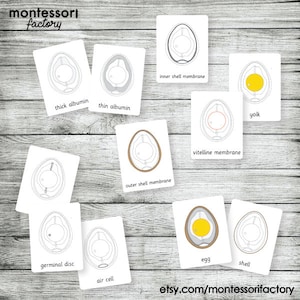 PARTS of an EGG • Montessori Nomenclature Cards - Flash Cards ...